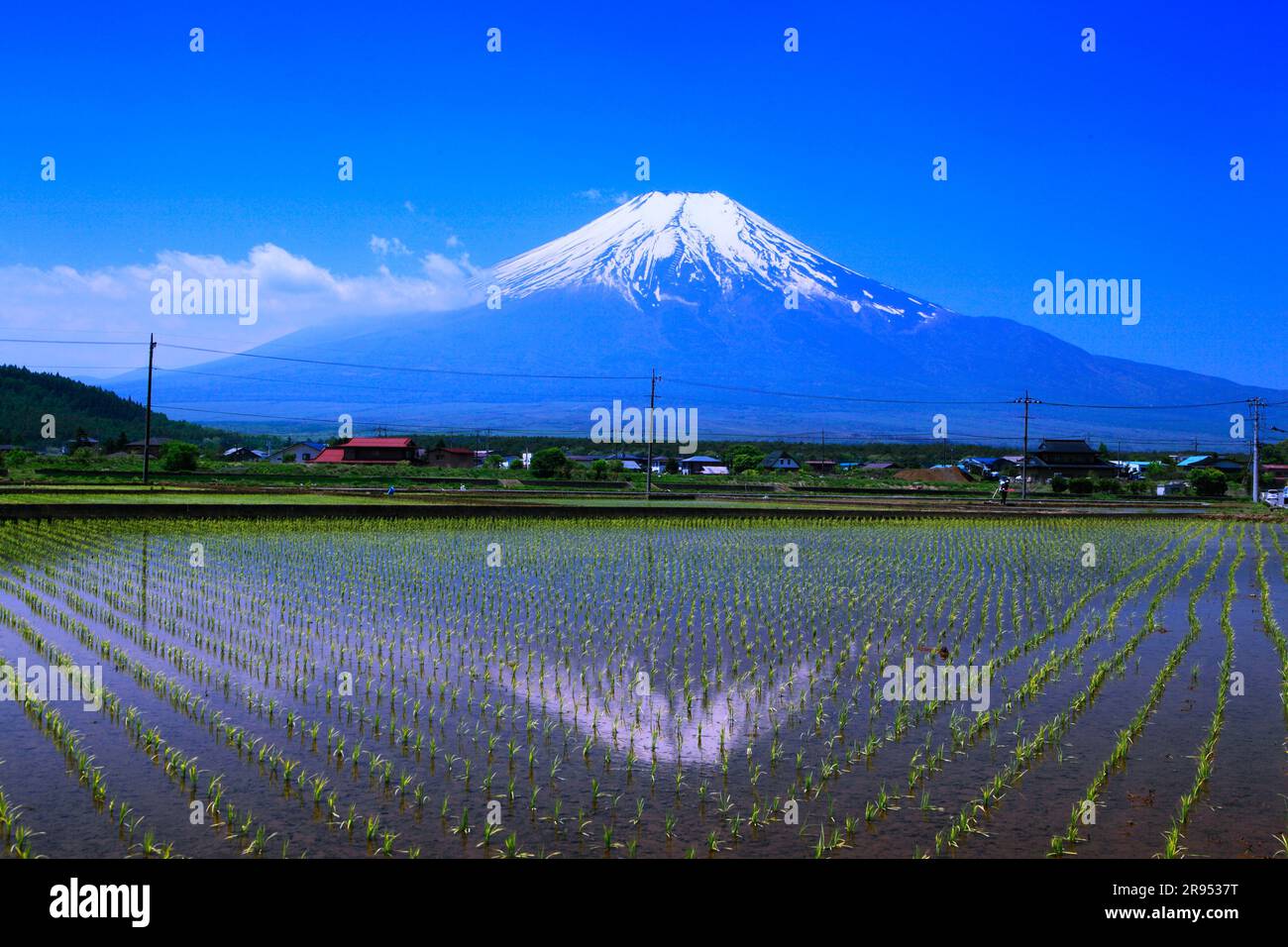 Paddy and Mount Fuji Stock Photo - Alamy