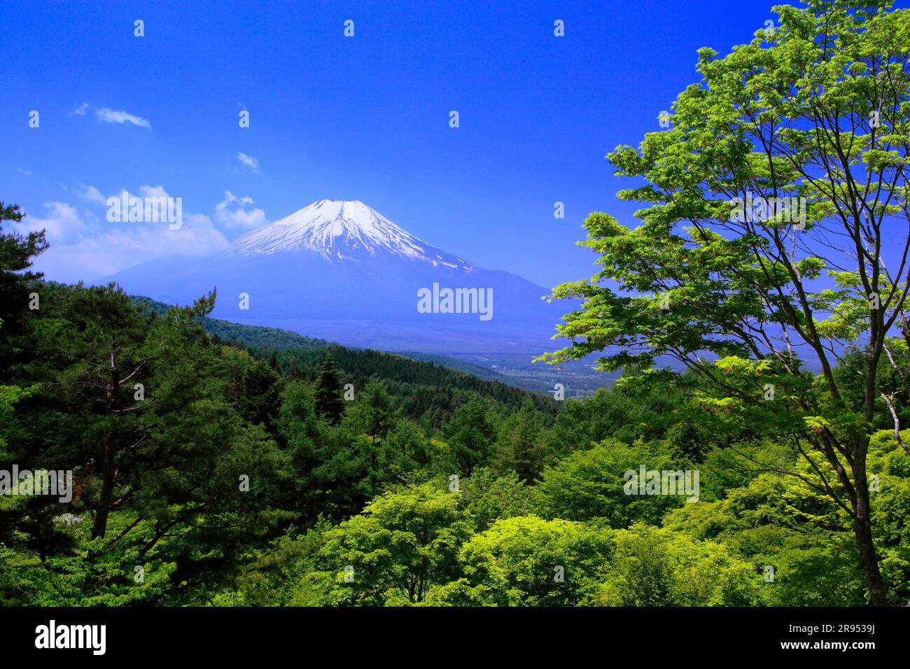 Mt. Fuji and fresh greenery Stock Photo - Alamy