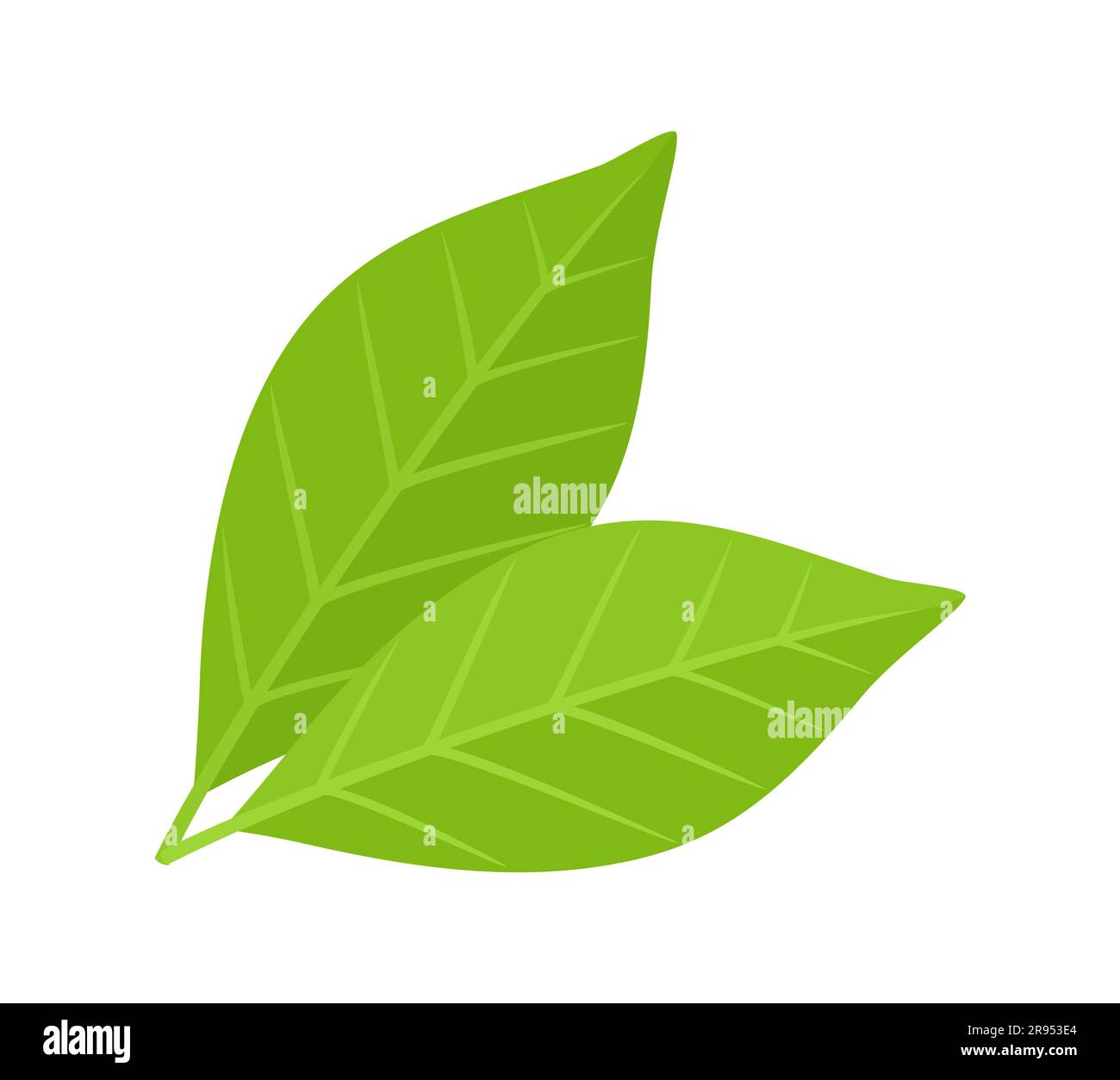 Two green leaves isolated on a white background. Flat vector ...