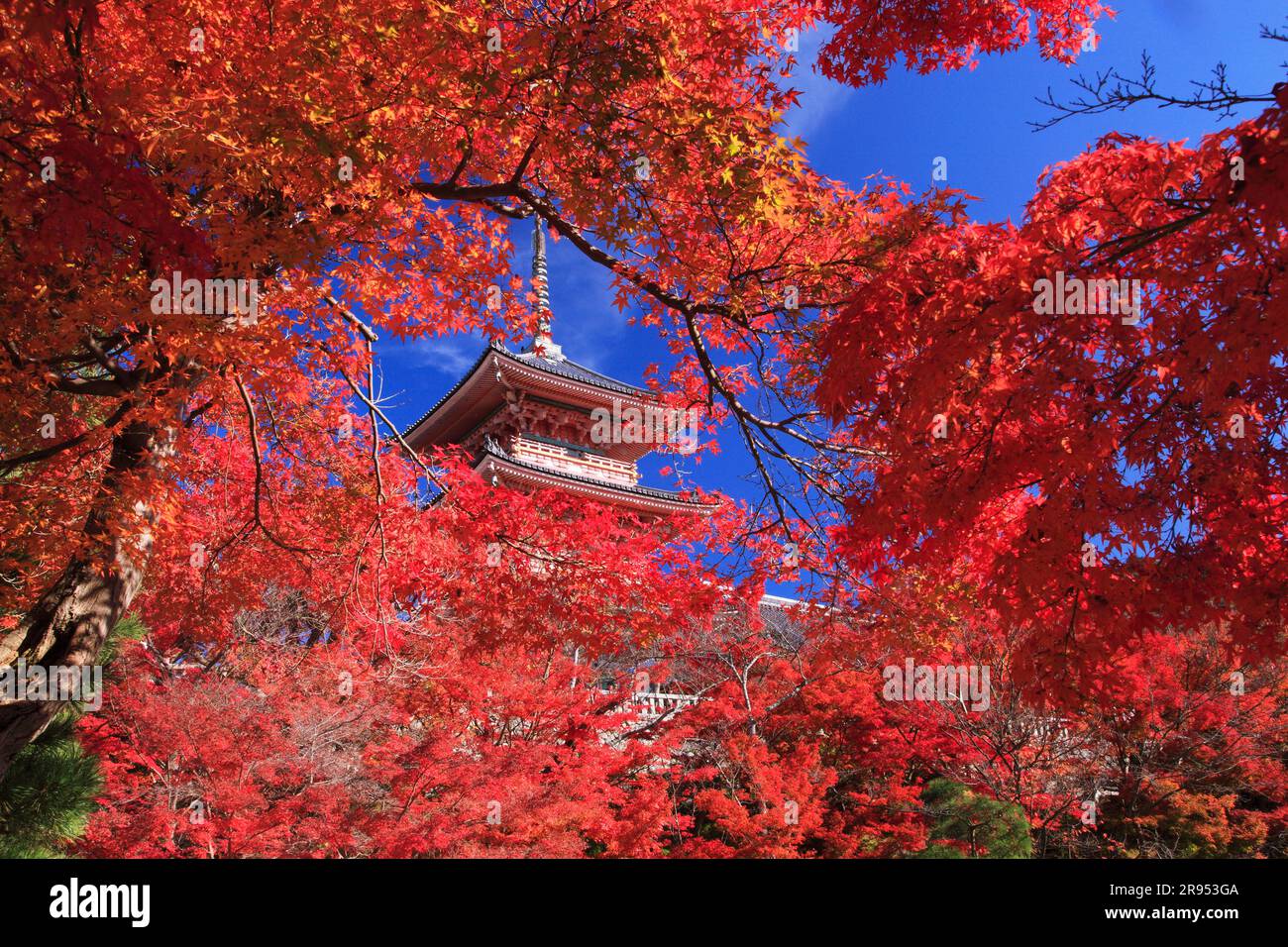 Three storied pagoda of Kiyomizu temple with autumn colored leaves ...