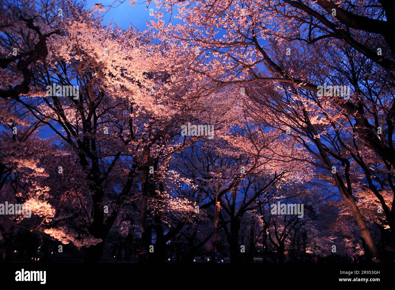 Light up of Nijo Castle cherry blossoms Stock Photo - Alamy