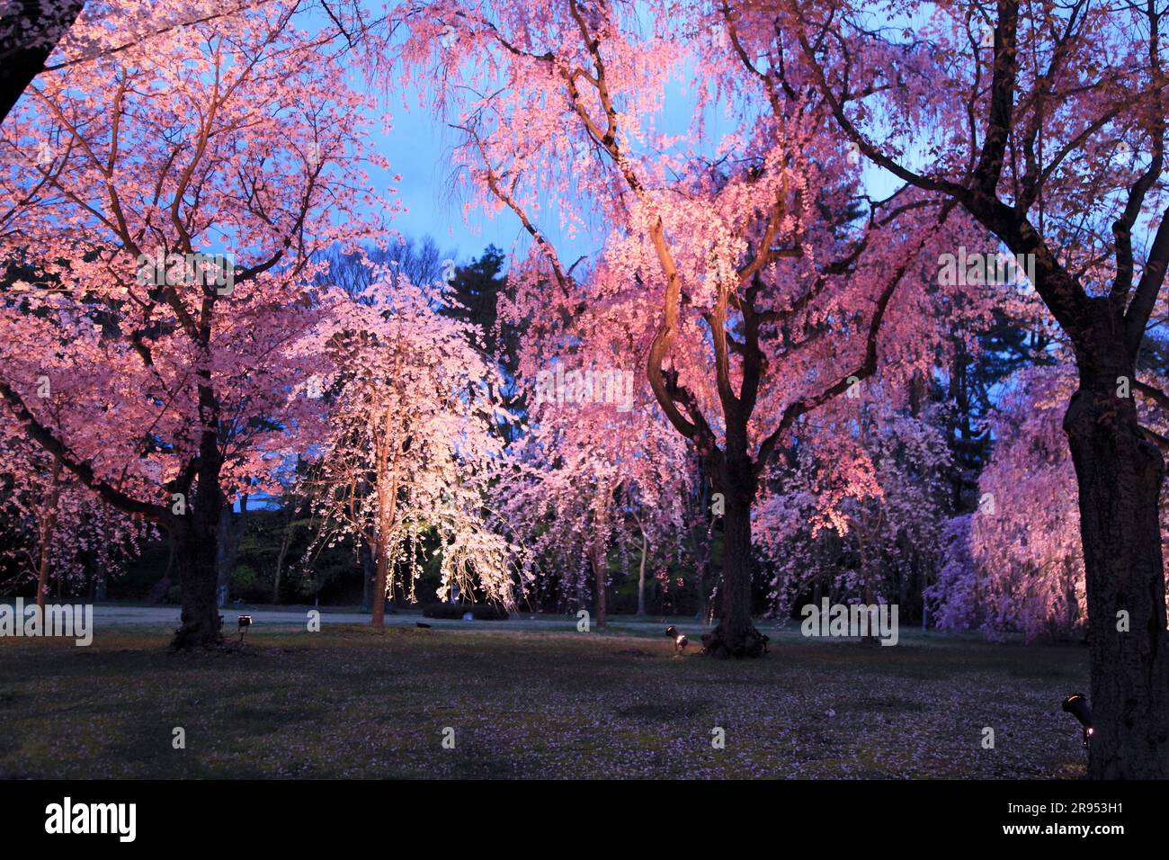 Light up of Nijo Castle cherry blossoms Stock Photo - Alamy