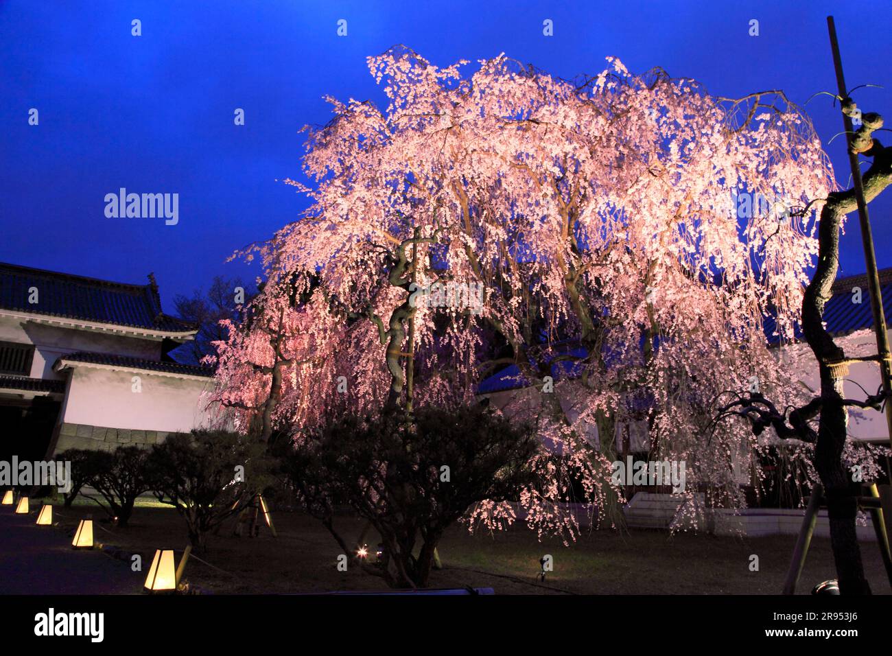 Light up of Nijo Castle cherry blossoms Stock Photo - Alamy