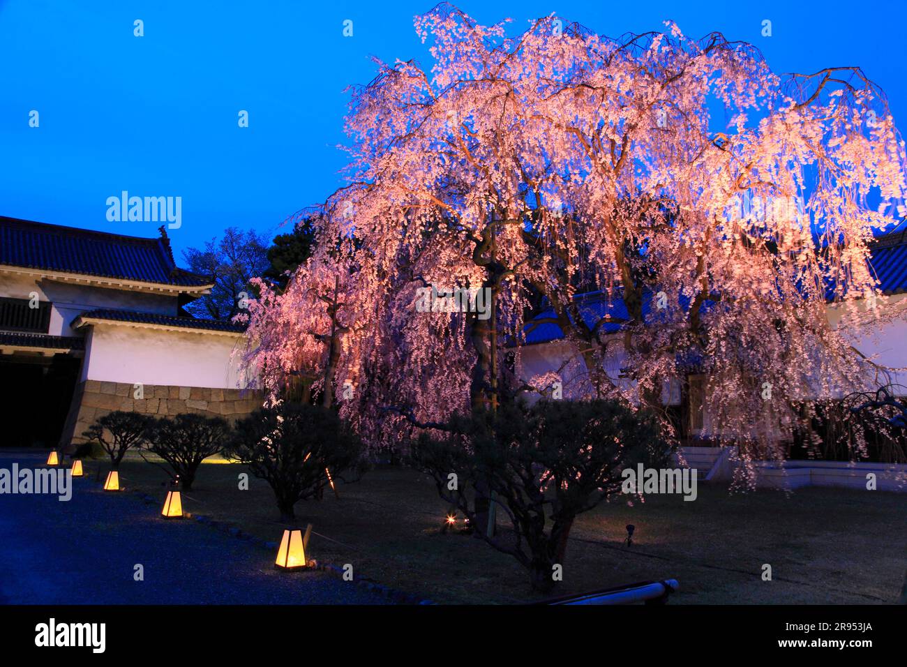 Nijo Castle cherry blossoms illumination Stock Photo - Alamy