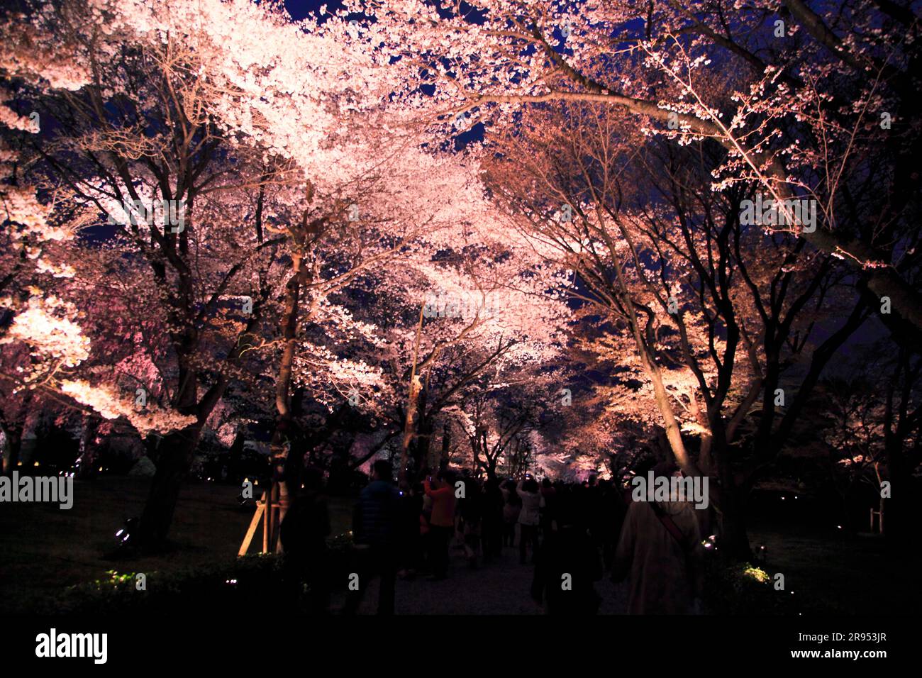 Light up of Nijo Castle cherry blossoms Stock Photo - Alamy