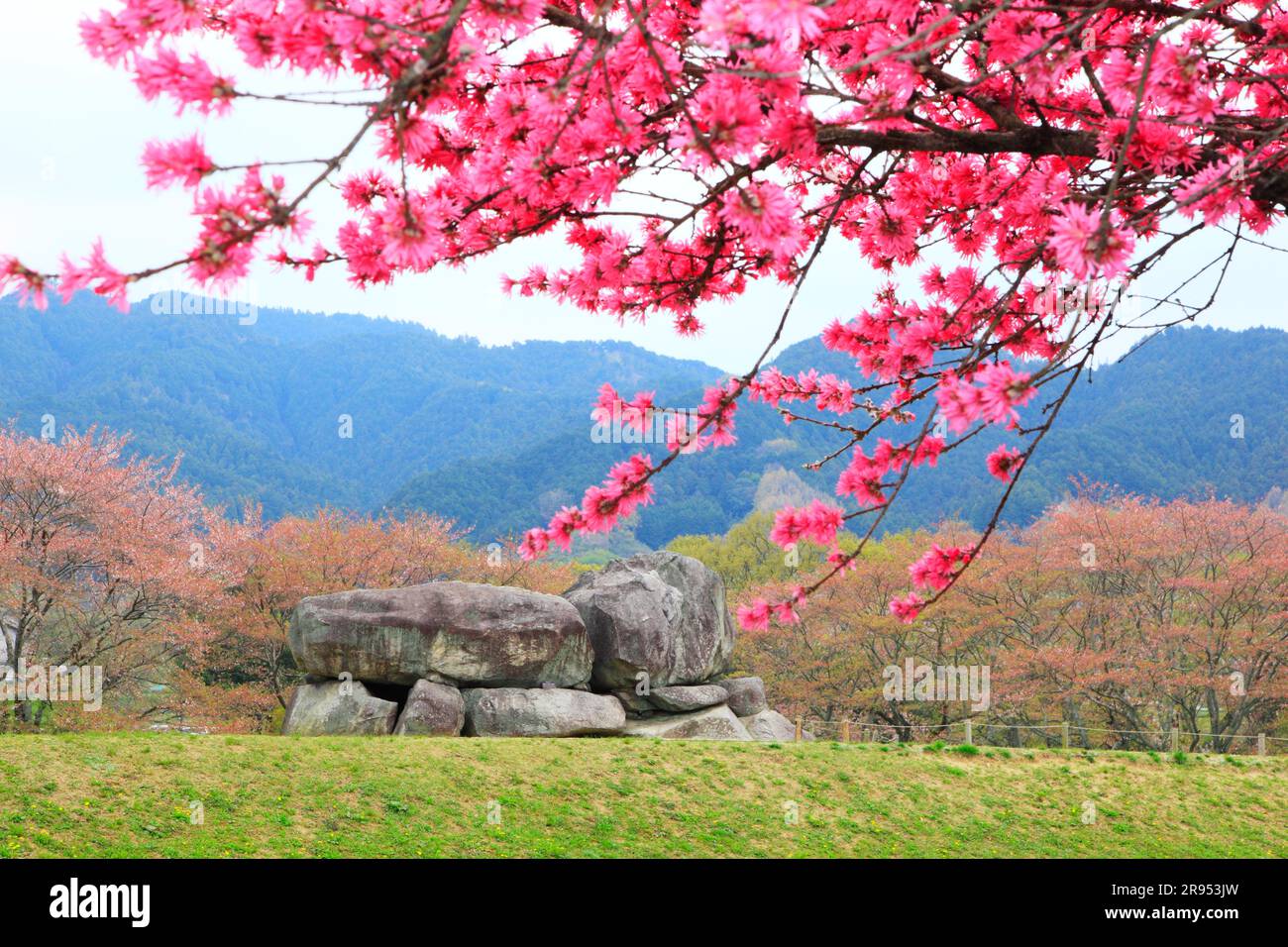 Amygdalus persica and Stellata and Ishibutai Stock Photo - Alamy
