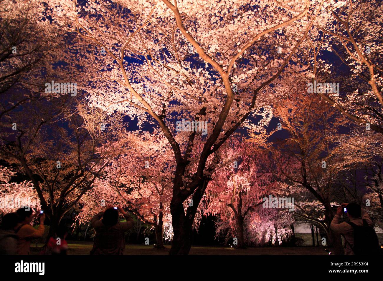 Light up of Nijo Castle cherry blossoms Stock Photo - Alamy