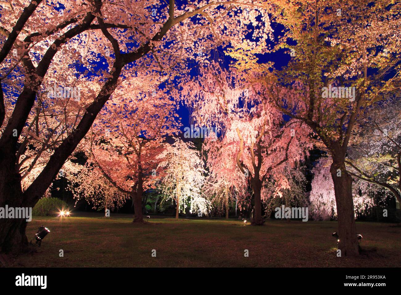 Cherry blossom nijo castle kyoto hi-res stock photography and images ...