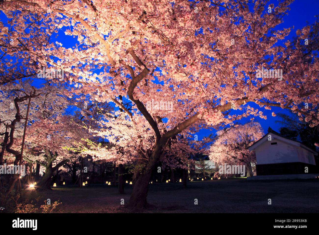Cherry blossom nijo castle kyoto hi-res stock photography and images ...