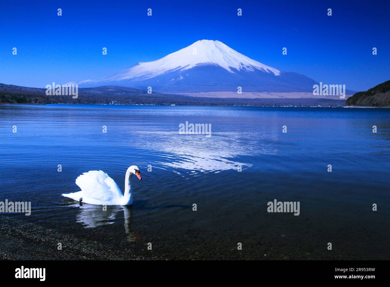 Swan and Mount Fuji Stock Photo - Alamy