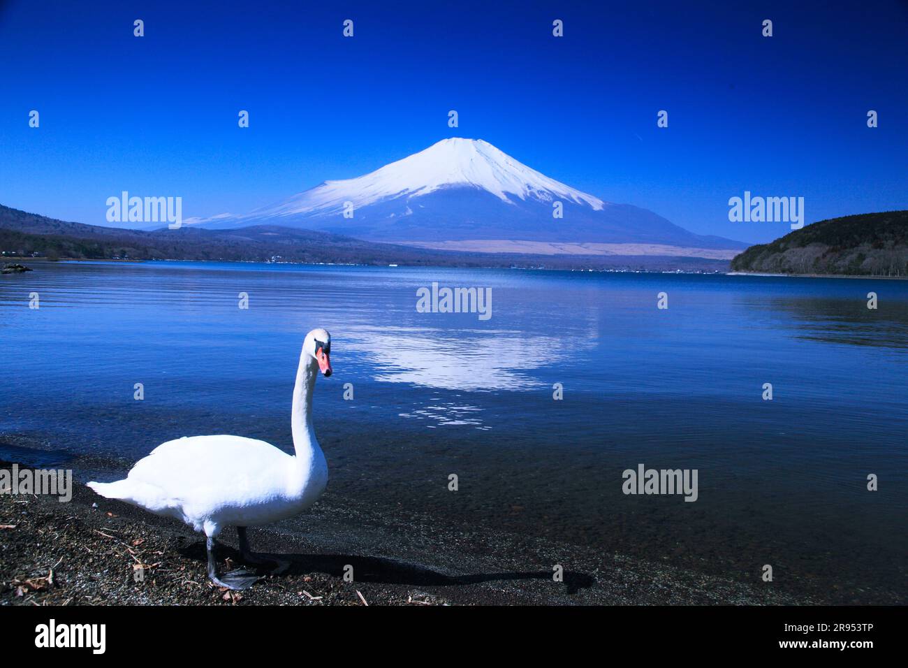 Swan and Mount Fuji Stock Photo - Alamy