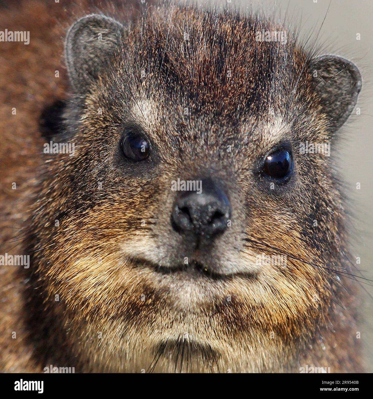 Feet rock hyrax procavia capensis hi-res stock photography and images ...