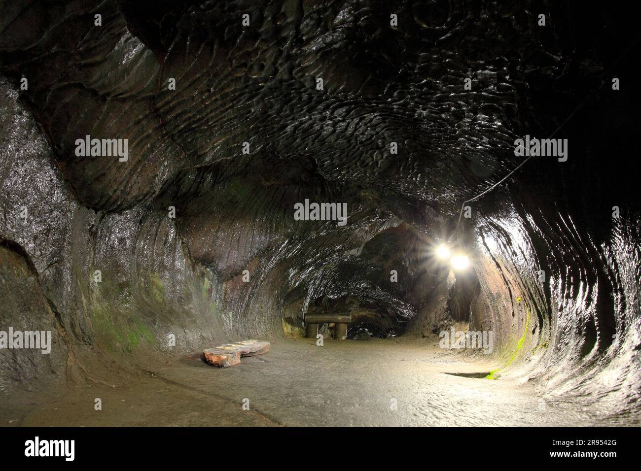 Fuji lava tree hi-res stock photography and images - Alamy