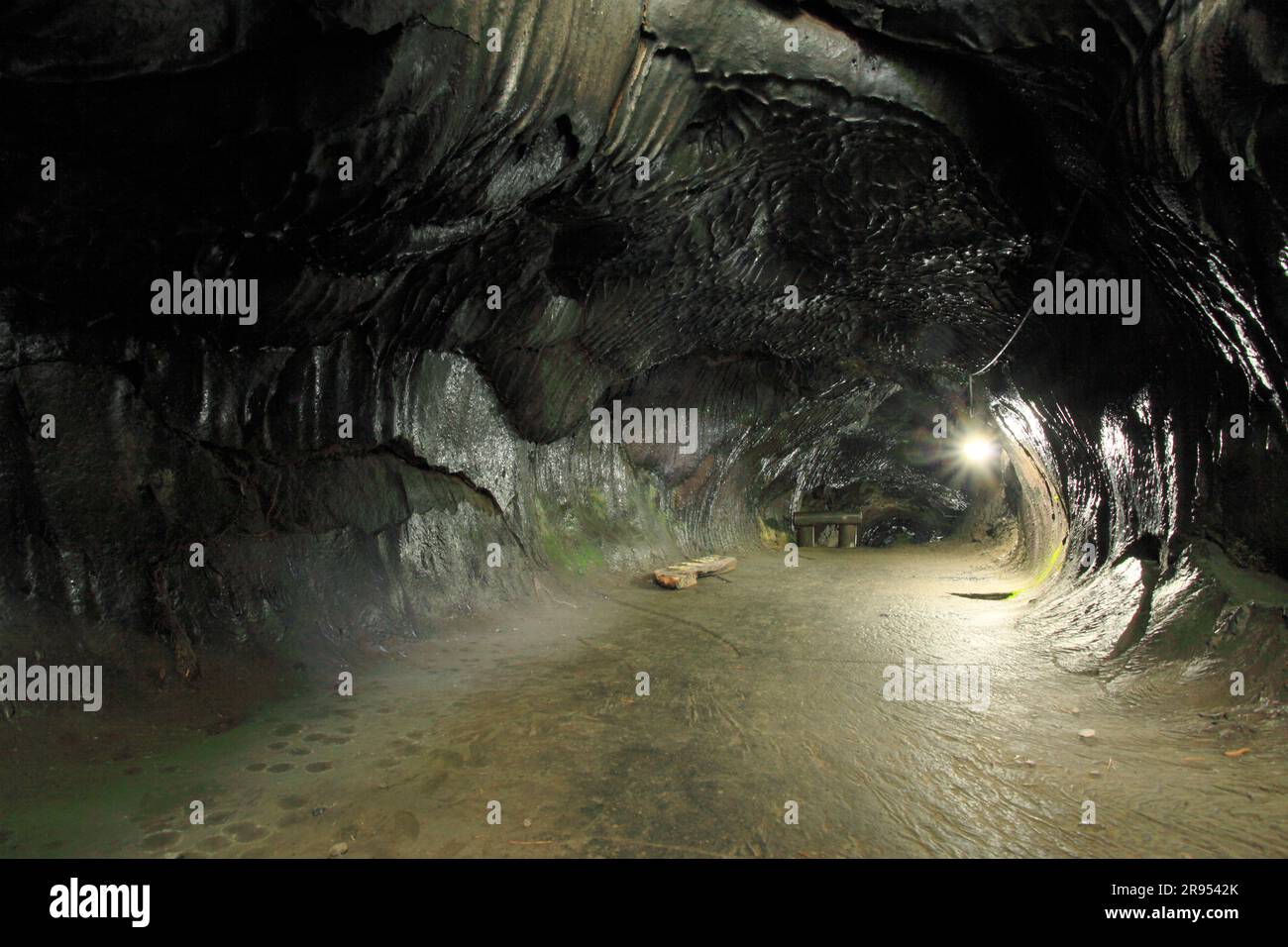 Fuji lava tree hi-res stock photography and images - Alamy