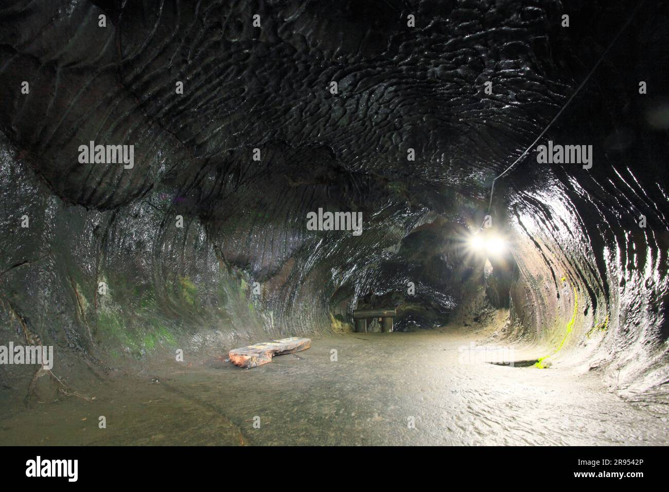 Funatsu womb tree type hi-res stock photography and images - Alamy