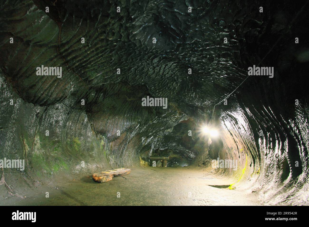 Funatsu womb tree type hi-res stock photography and images - Alamy