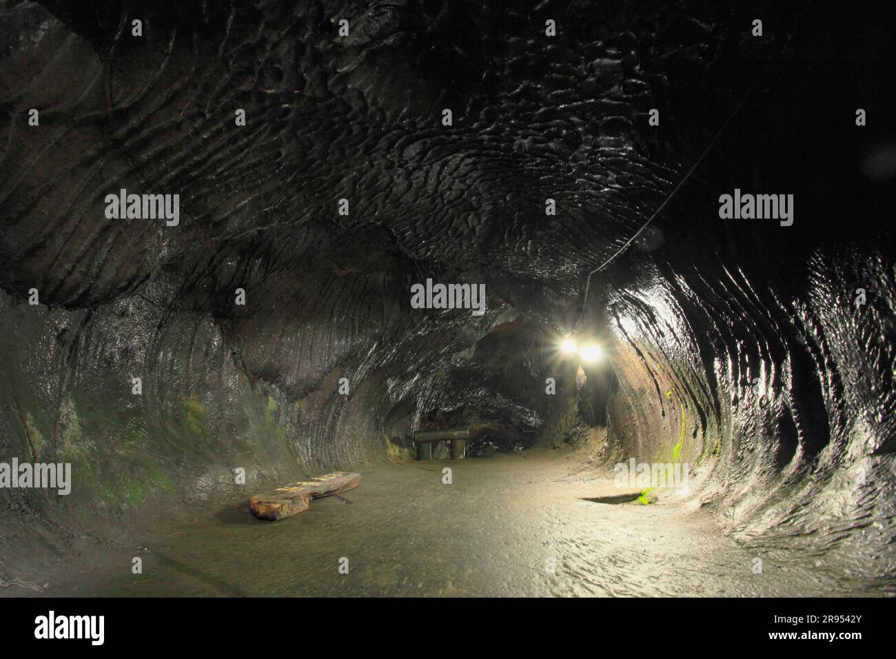 Fuji lava tree hi-res stock photography and images - Alamy