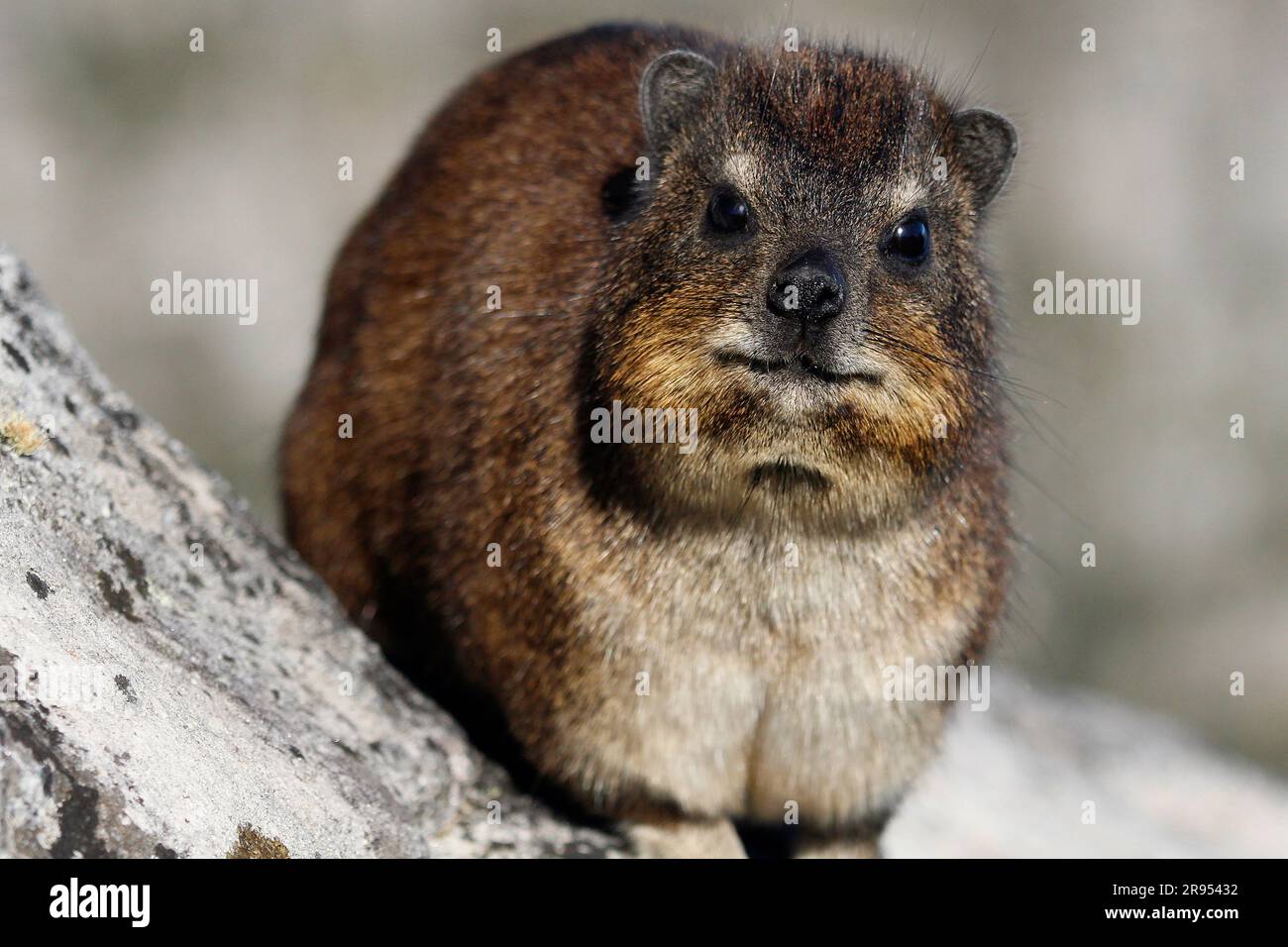 Rock hyrax standing on granite boulder on Table Mountain's summit Stock ...