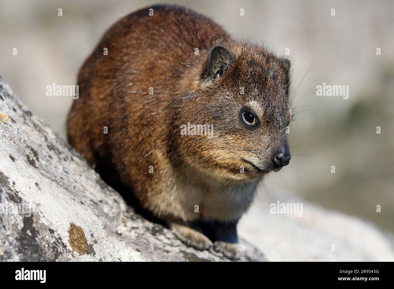 Rock hyrax standing on granite boulder on Table Mountain's summit Stock ...
