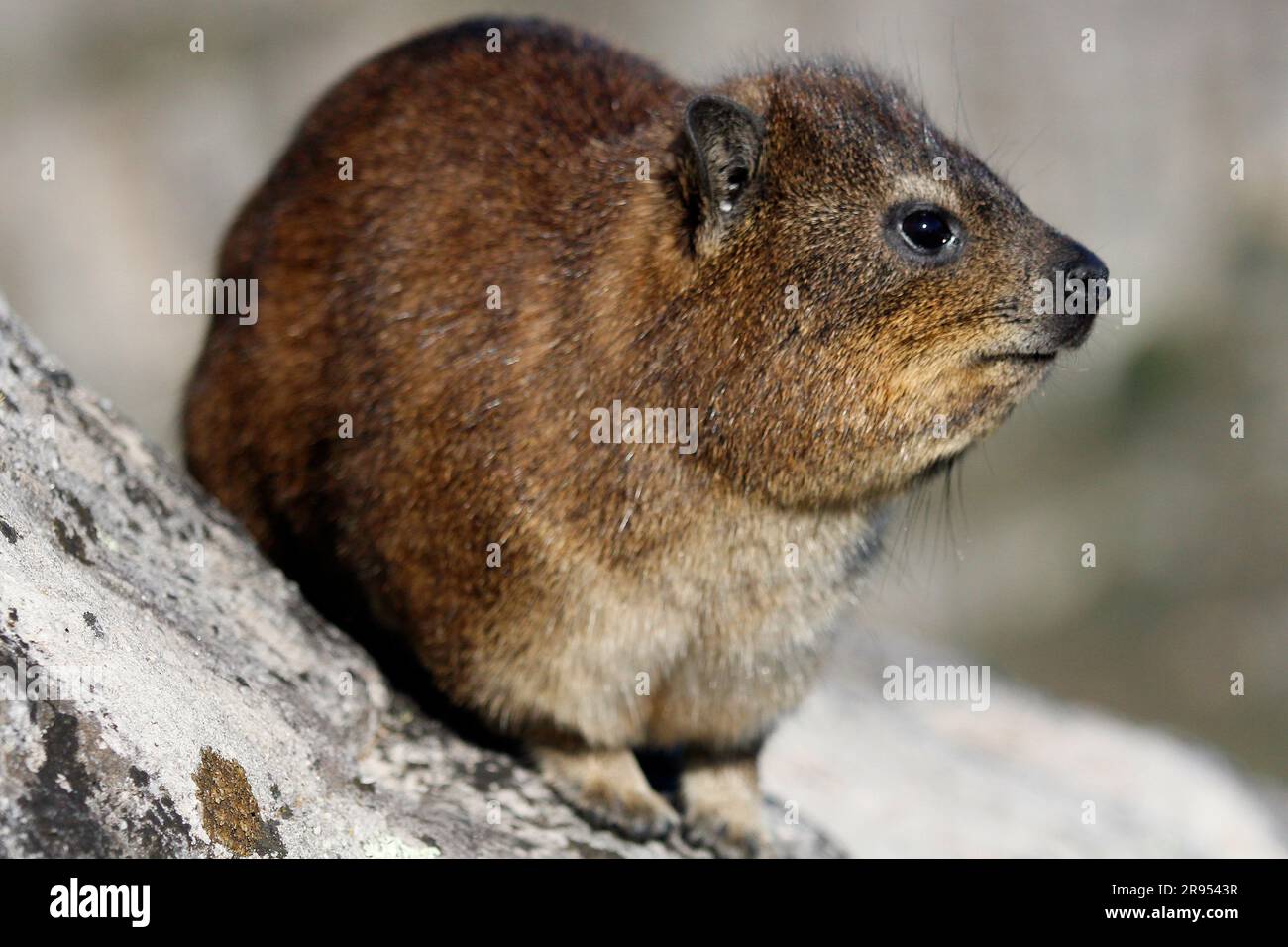 Rock hyrax standing on granite boulder on Table Mountain's summit Stock ...