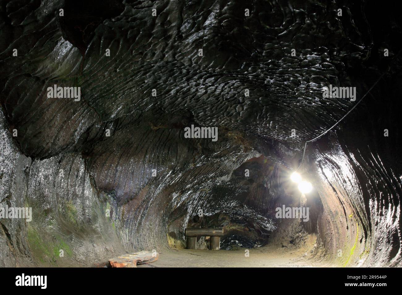 Fuji lava tree hi-res stock photography and images - Alamy