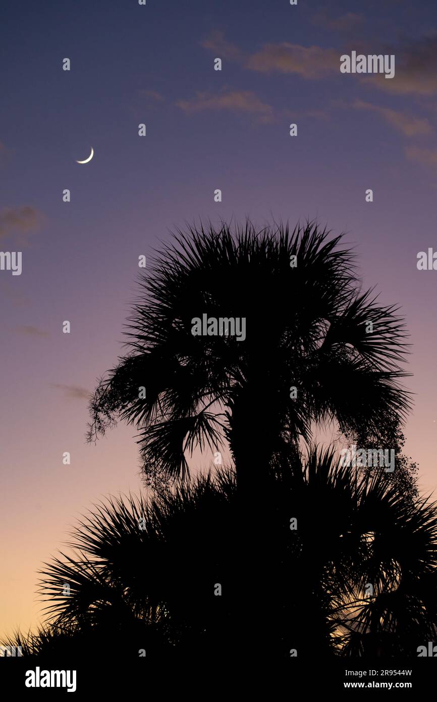 Myrtle Beach, Horry County, SC, USA Stock Photo - Alamy