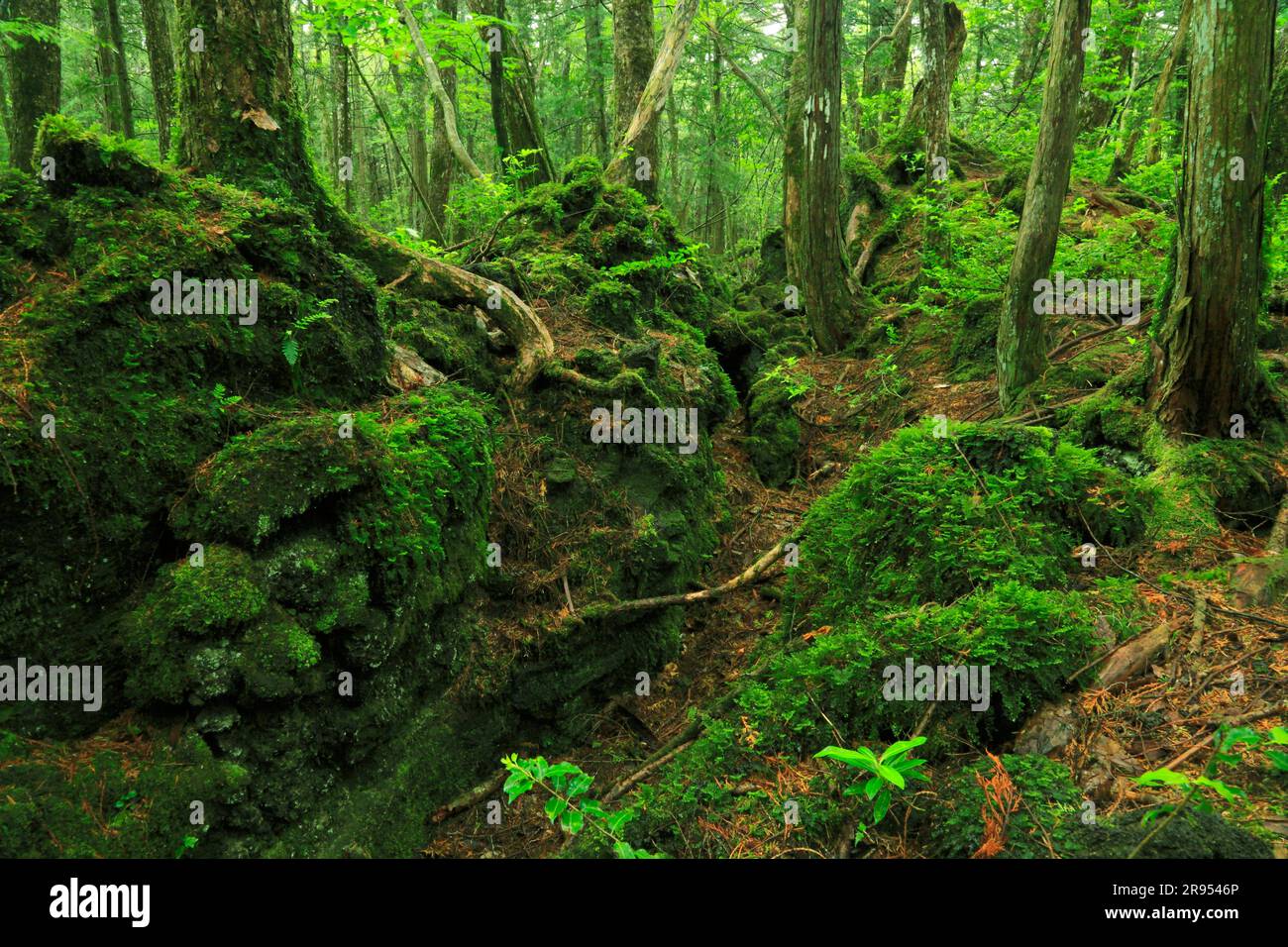 Aokigahara lava forest hi-res stock photography and images - Alamy