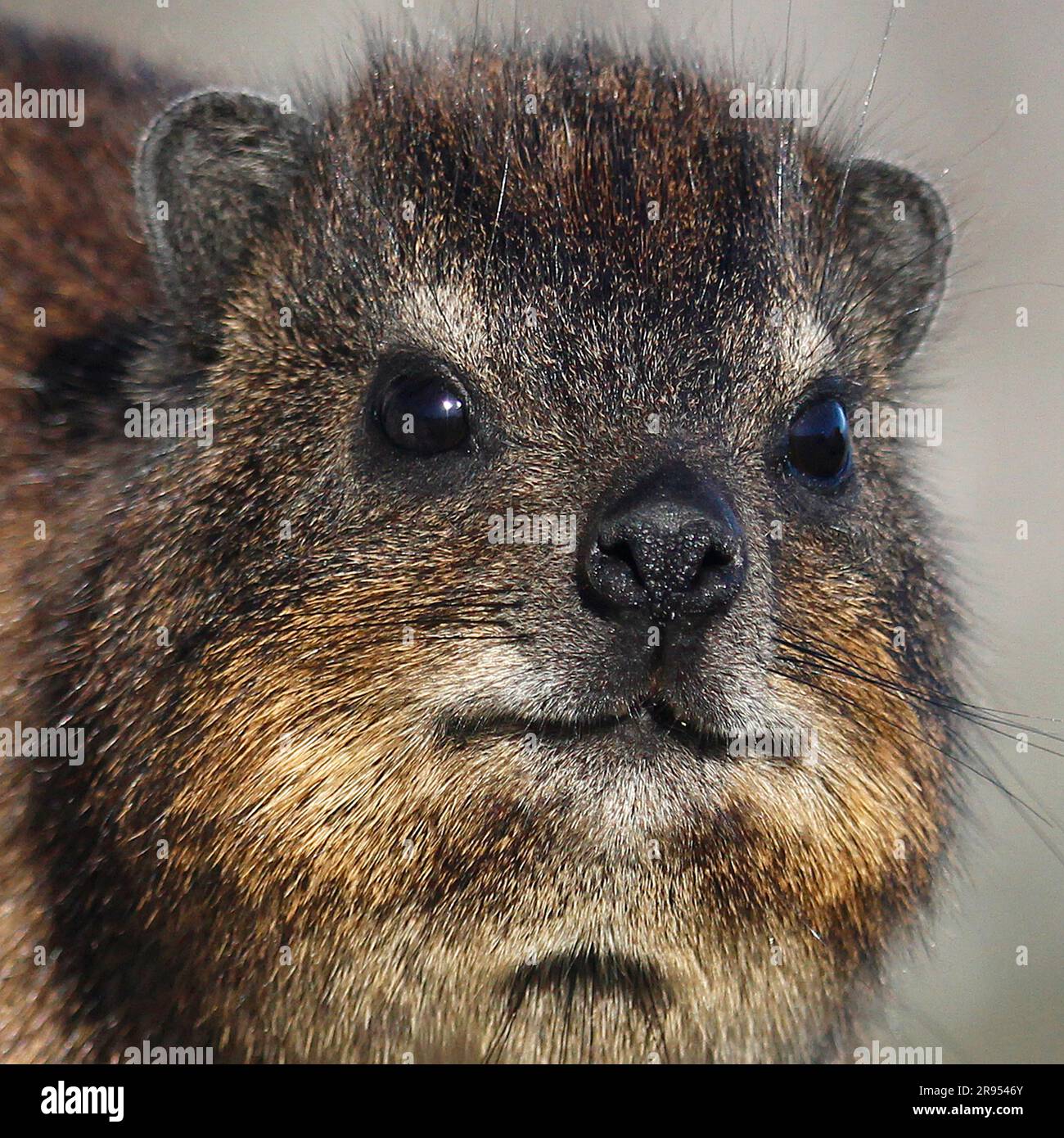 Prominant incisors hi-res stock photography and images - Alamy