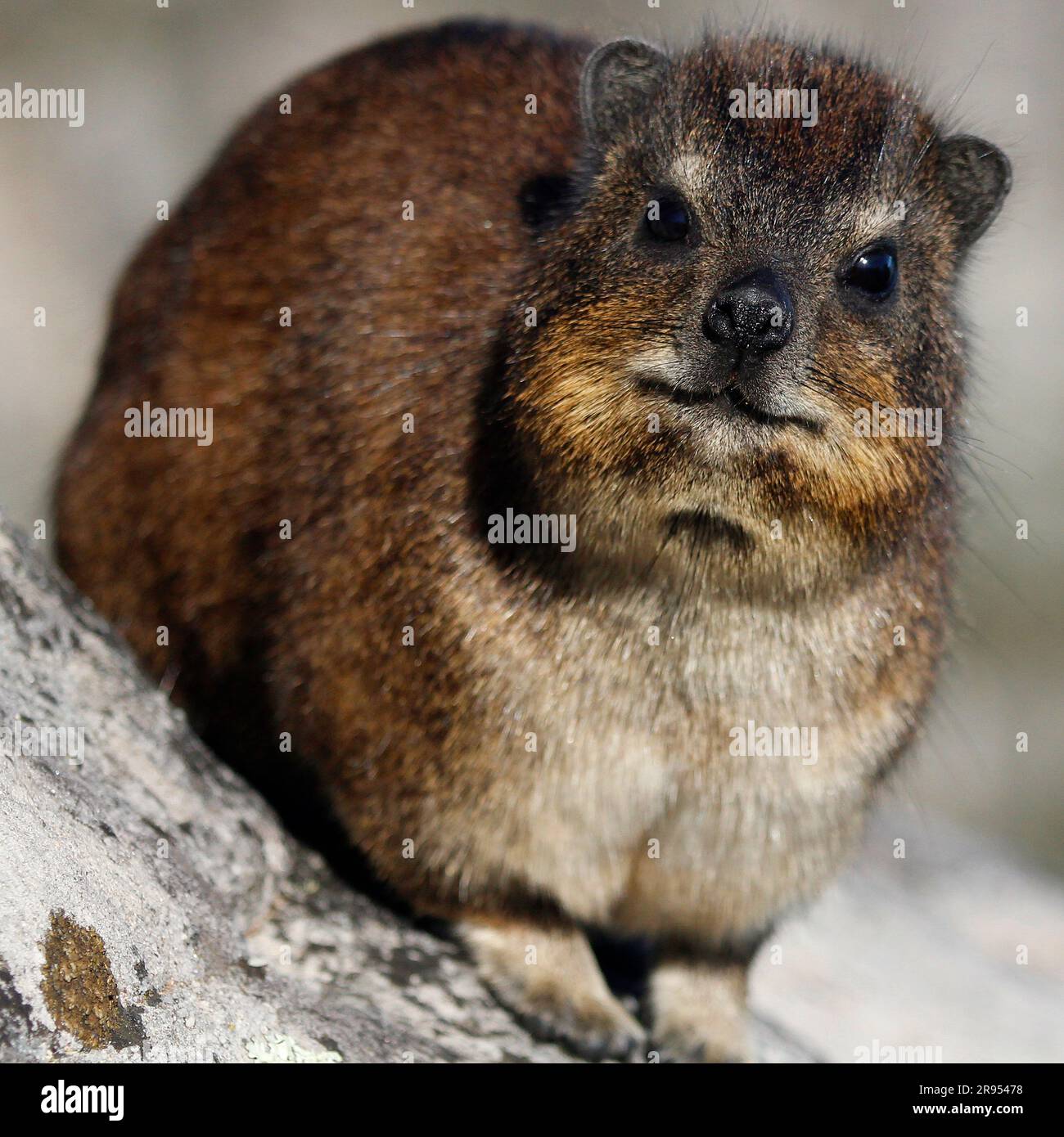 Rock hyrax standing on granite boulder on Table Mountain's summit Stock ...
