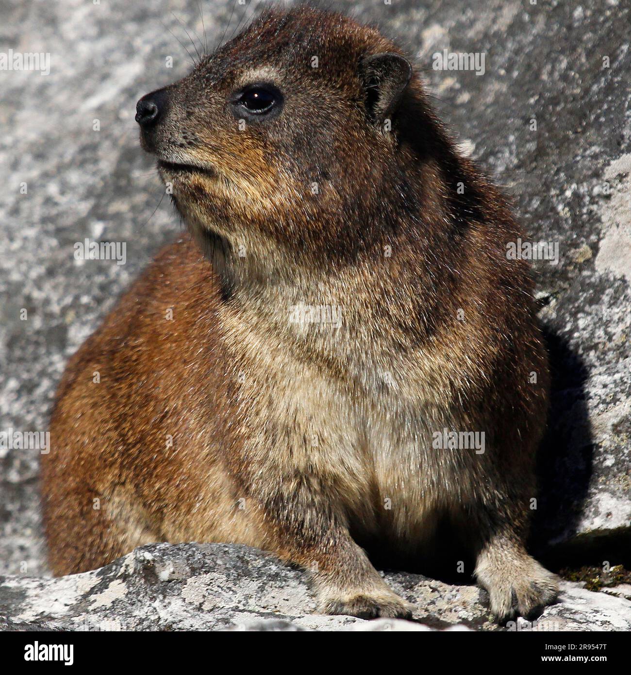 Rock hyrax standing on granite boulder on Table Mountain's summit Stock ...