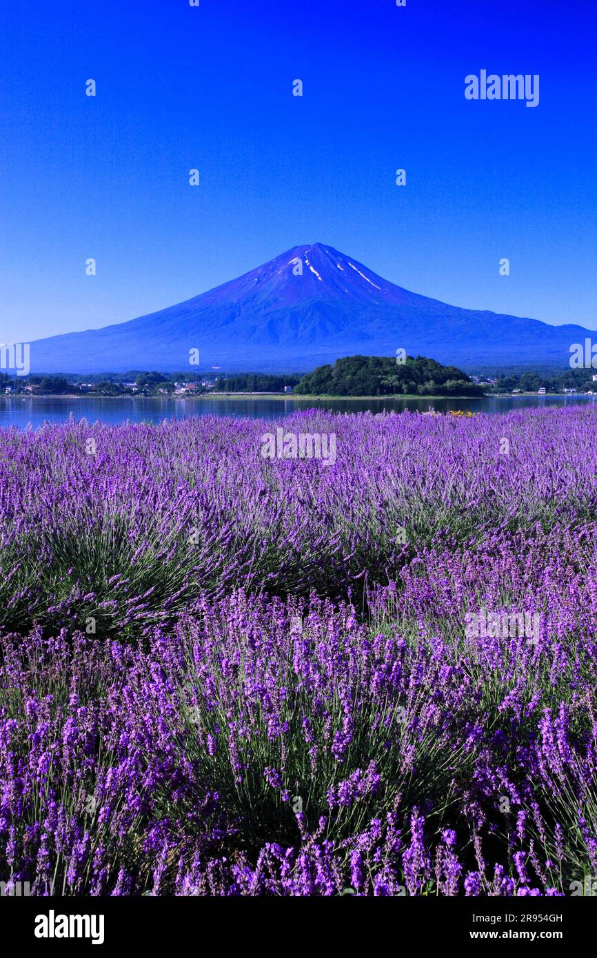 Mount Fuji and Lake Kawaguchi and Lavander Stock Photo - Alamy