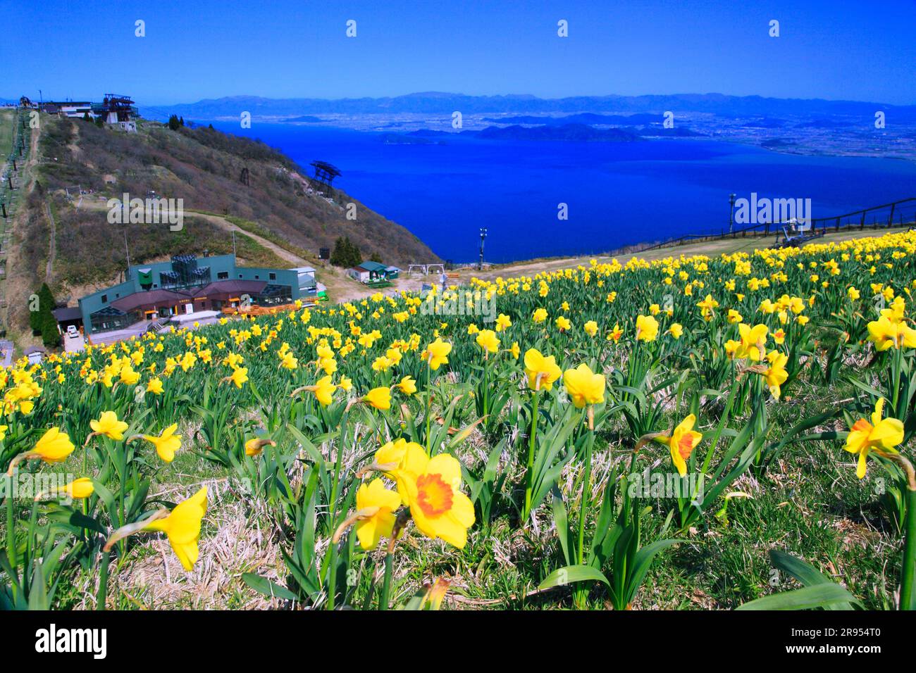 Narcissus of Lake Biwa Valley Stock Photo - Alamy