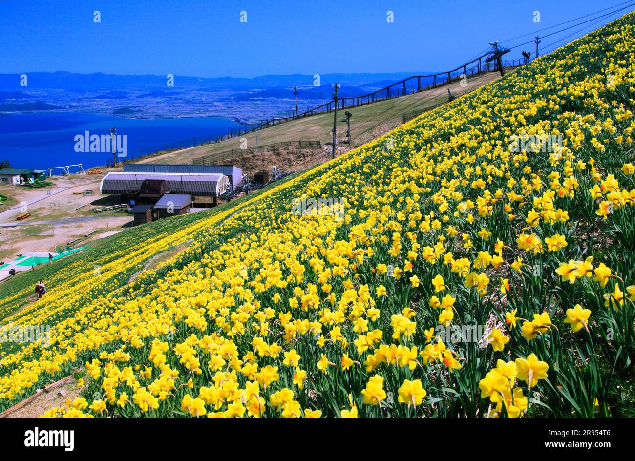 Narcissus of Lake Biwa Valley Stock Photo - Alamy