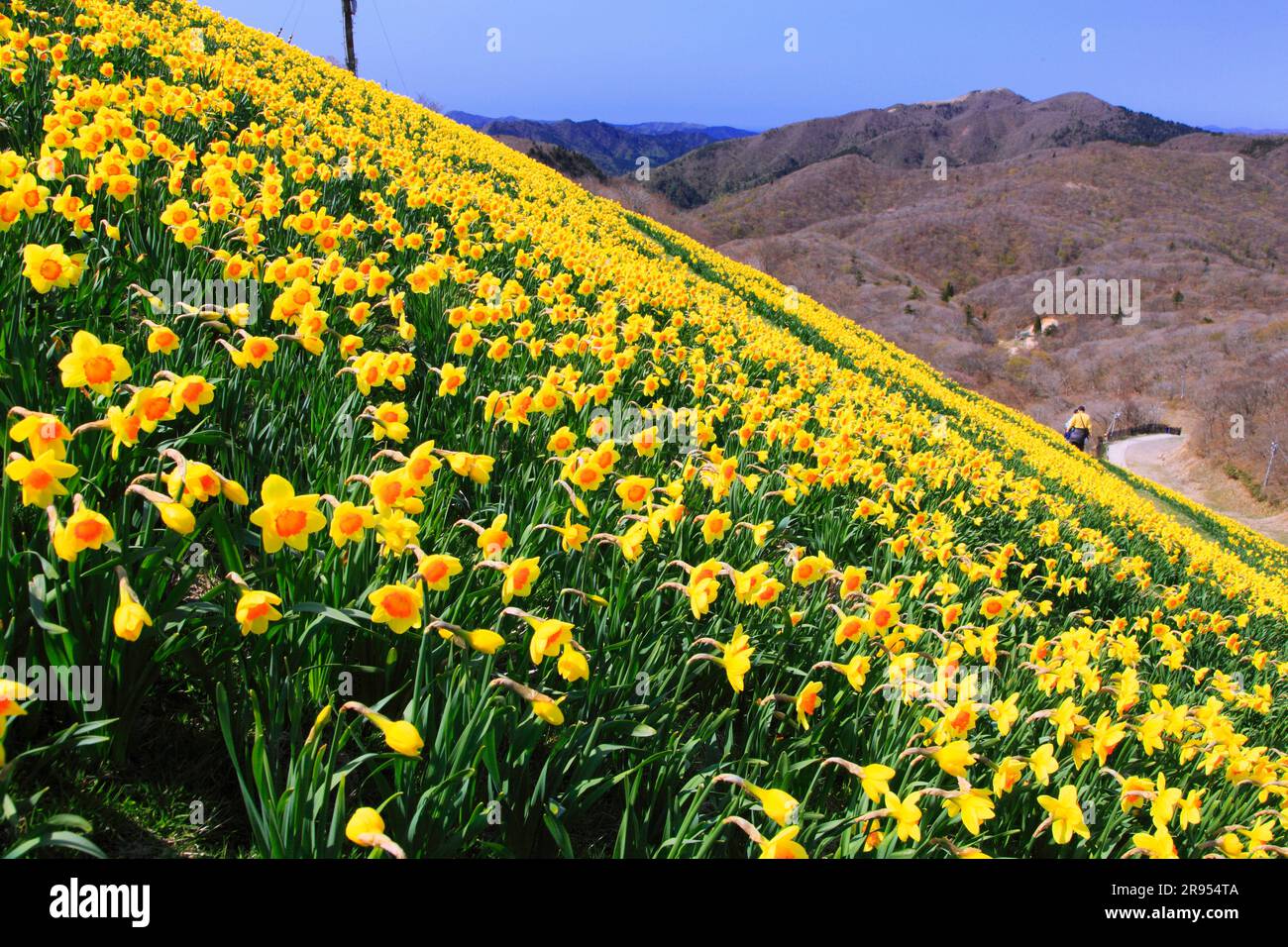 Narcissus of Lake Biwa Valley Stock Photo - Alamy
