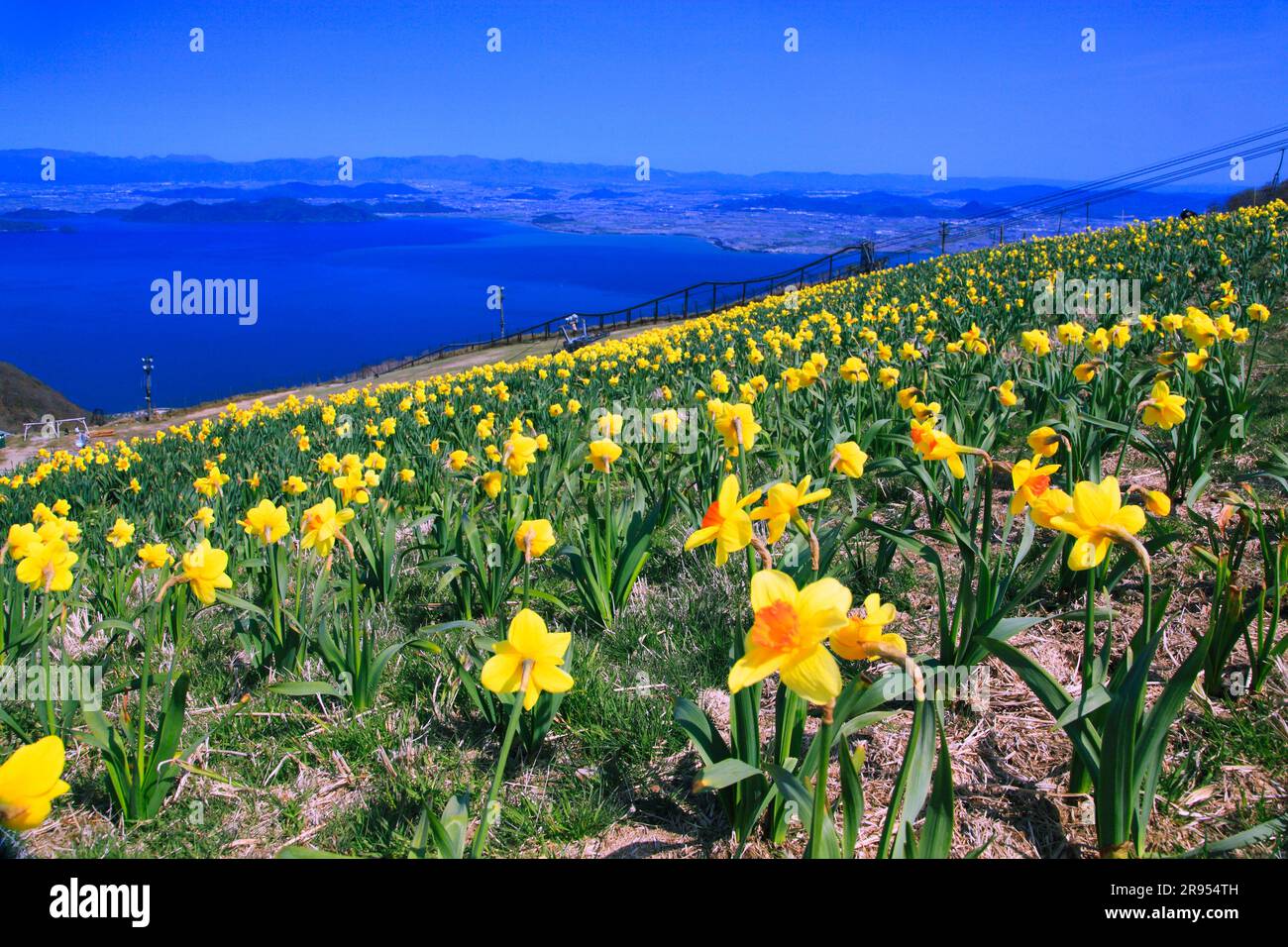 Narcissus of Lake Biwa Valley Stock Photo - Alamy