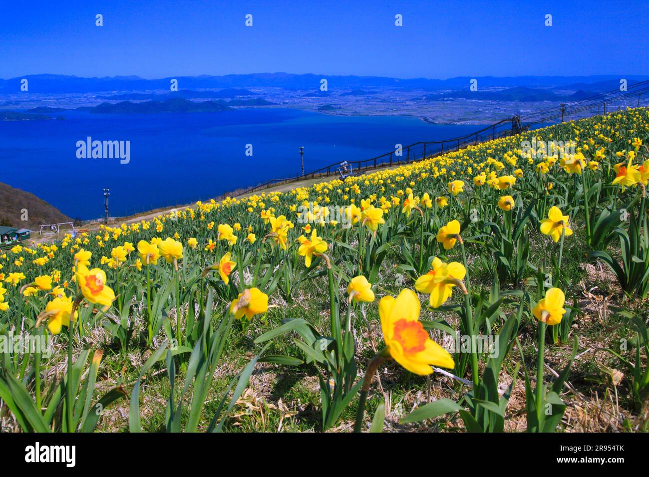 Narcissus of Lake Biwa Valley Stock Photo - Alamy