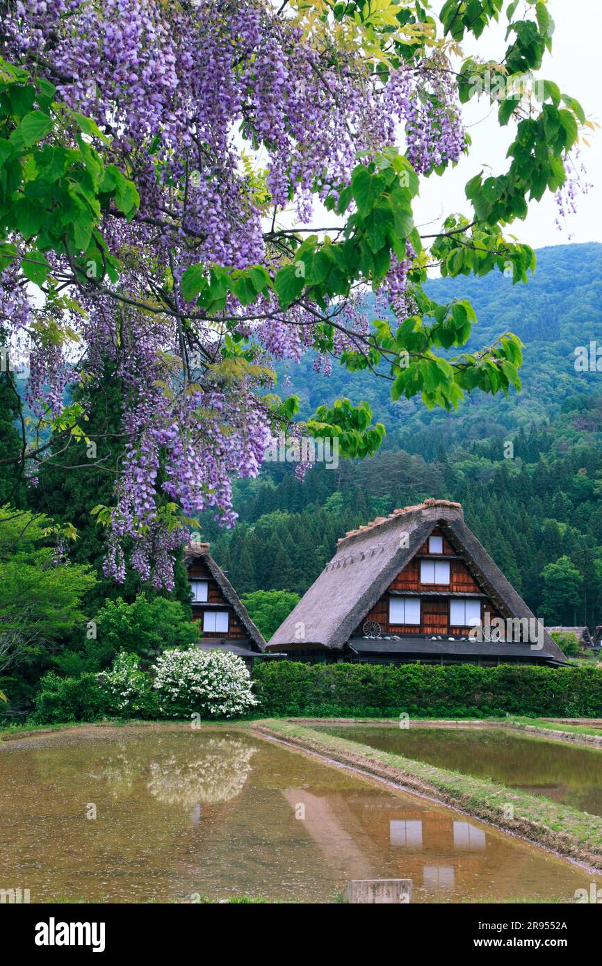 Fuji ringo hi-res stock photography and images - Alamy