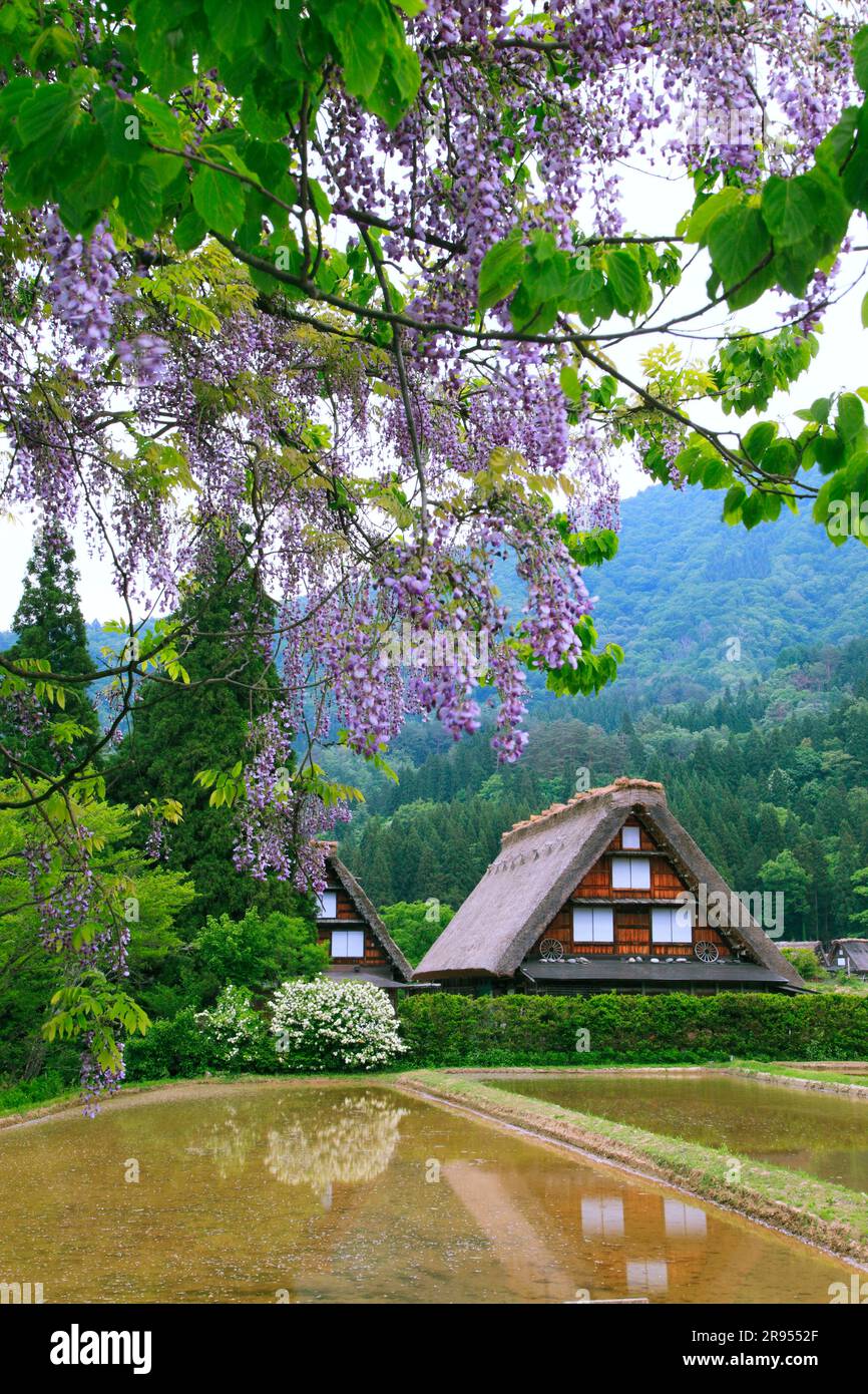 Fuji ringo hi-res stock photography and images - Alamy