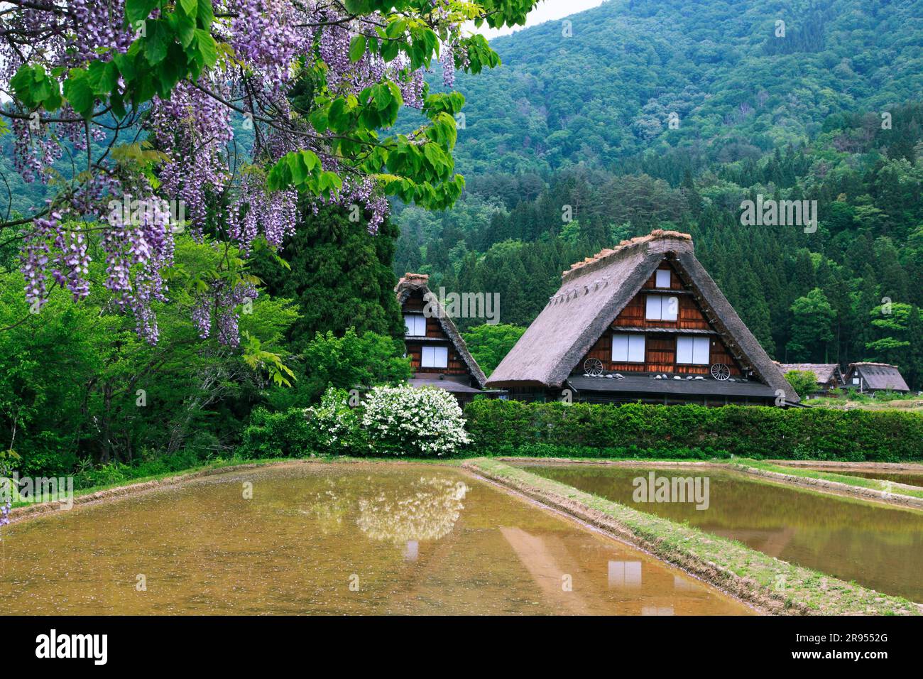 Fuji ringo hi-res stock photography and images - Alamy