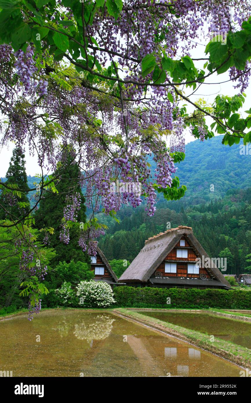 Fuji ringo hi-res stock photography and images - Alamy