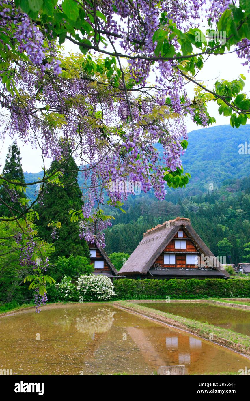Fuji ringo hi-res stock photography and images - Alamy