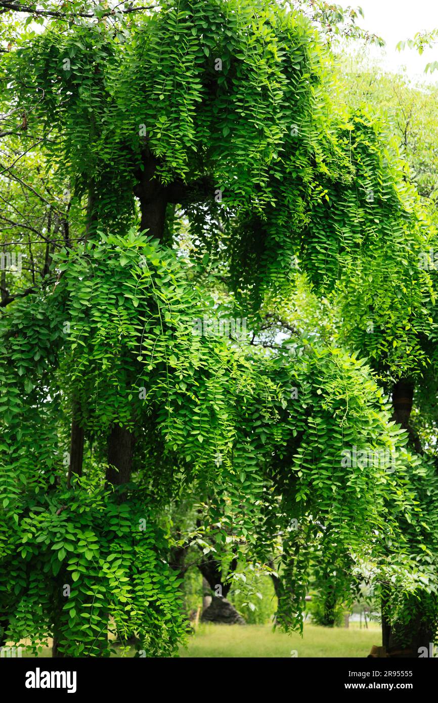 Tree of Shidareenju Stock Photo - Alamy