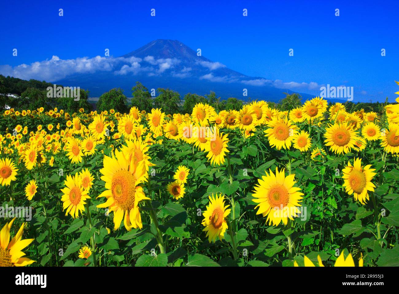 Sunflowers and Mount Fuji Stock Photo - Alamy