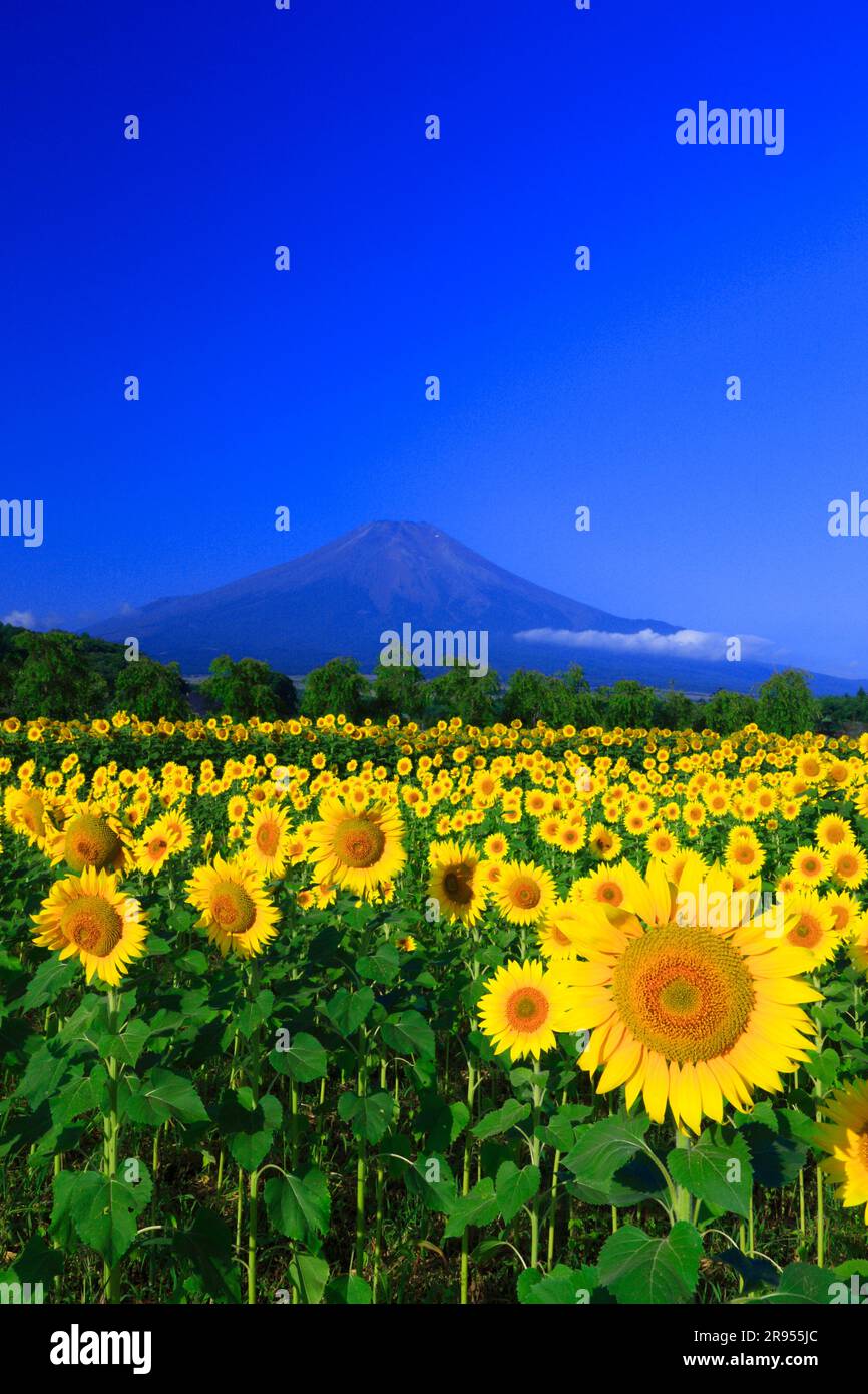 Sunflowers and Mount Fuji Stock Photo - Alamy