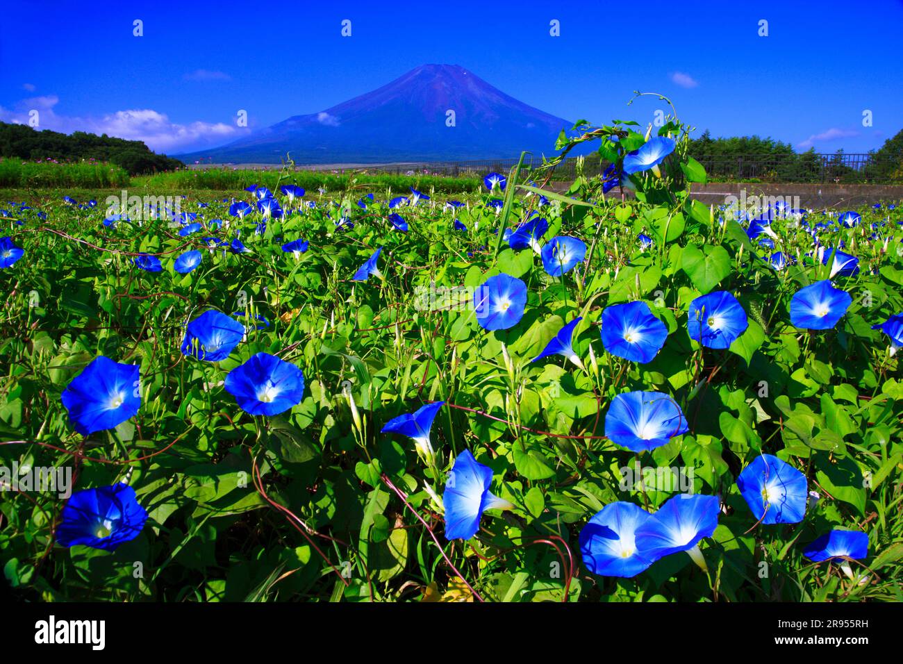Mount Fuji and morning glories Stock Photo - Alamy