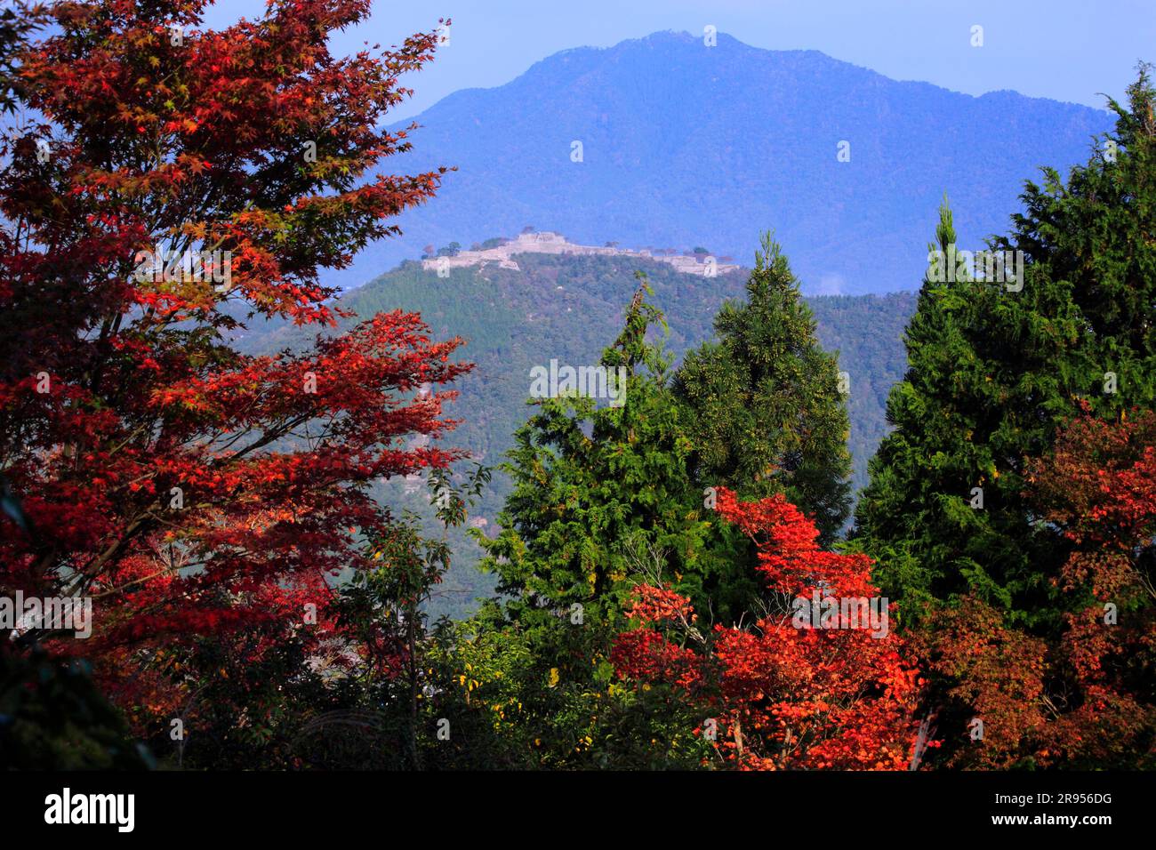 Takeda Castle Ruins maple trees and foliage Stock Photo - Alamy
