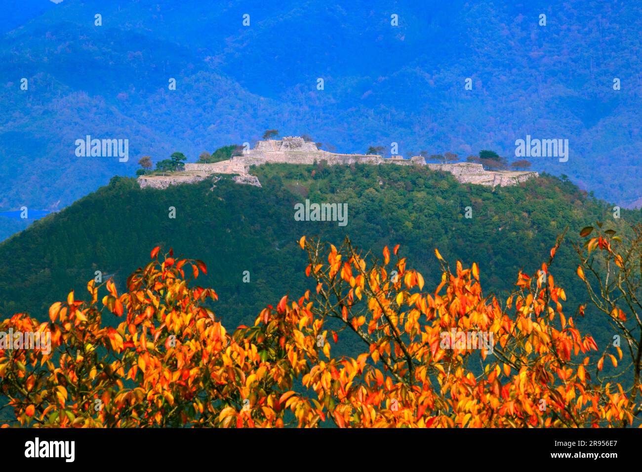 Takeda Castle Ruins and foliage of cherry trees Stock Photo - Alamy