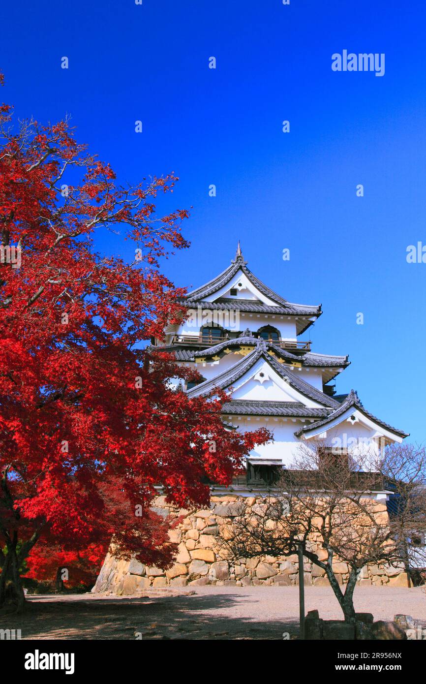 Hikone Castle in autumn Stock Photo - Alamy