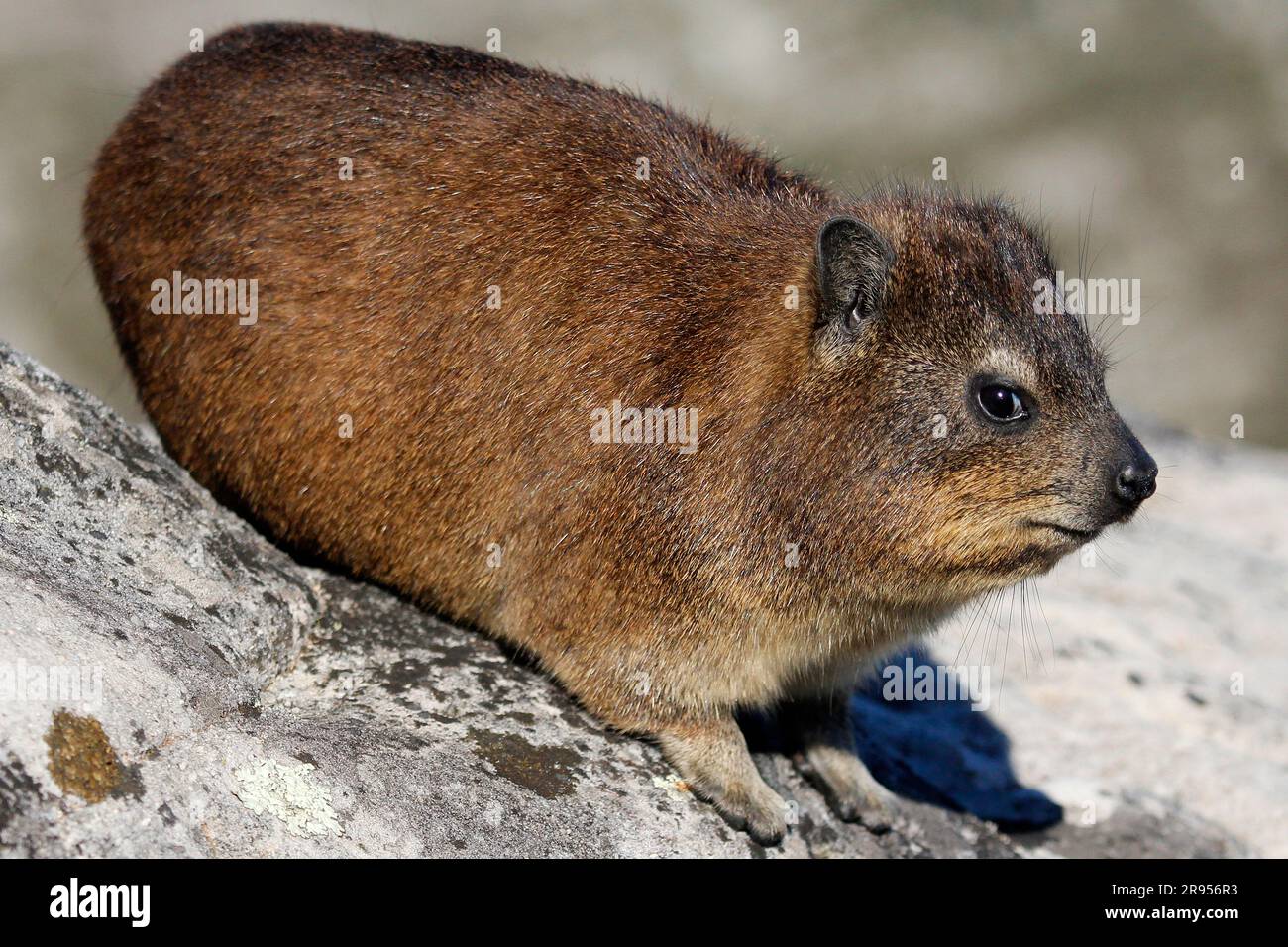Rock hyrax standing on granite boulder on Table Mountain's summit Stock ...