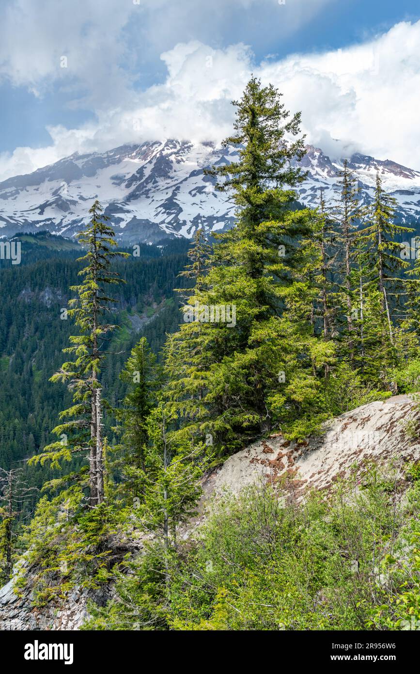 A view of evergreen trees with Mount Rainier in the distance Stock ...